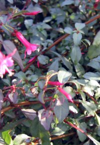 Crûg Farm Nursery - Fuchsia hemsleyana 'Silver Lining' BSWJ10478