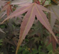 Crûg Farm Nursery - Woodies including some climbers 2010