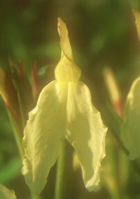 Crûg Farm Nursery - Roscoea cautleyoides