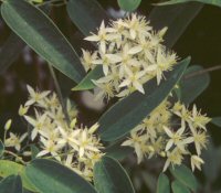 Crûg Farm Nursery - Clematis uncinata BSWJ11368