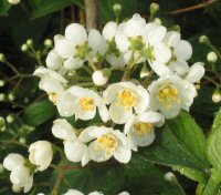 Crûg Farm Nursery - Deutzia compacta GWJ9203