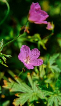 Crûg Farm Nursery - Geranium collinum