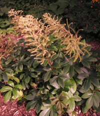 Crûg Farm Nursery - Rodgersia nepalensis HWJK2140